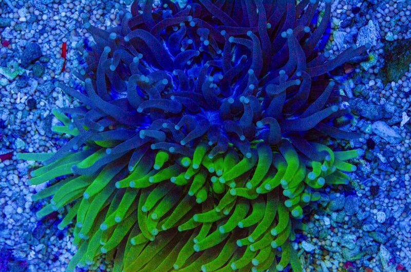 Chimera Heliofungia, a fusion of two long tentacle plate corals | Reef ...