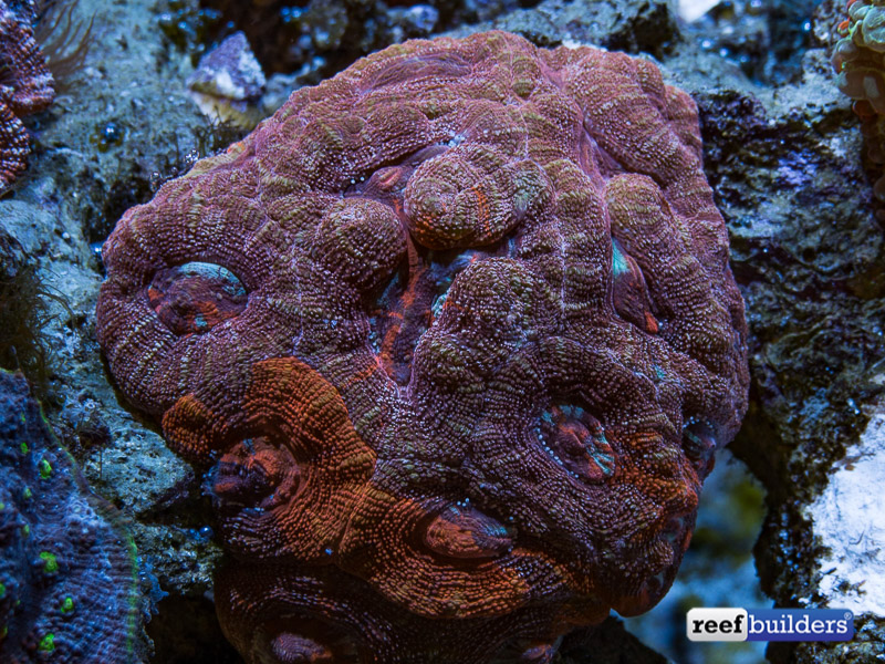 Homophyllia bowerbanki, a reintroduction to ‘Bankies’ and ‘Hillae ...