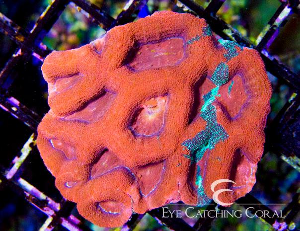 Homophyllia bowerbanki, a reintroduction to ‘Bankies’ and ‘Hillae ...