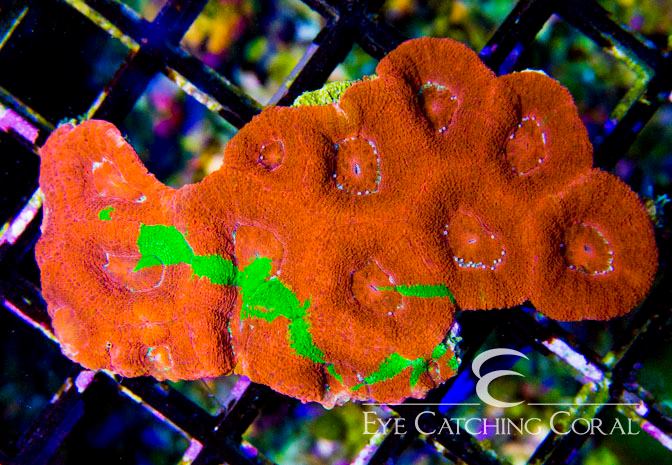 Homophyllia bowerbanki, a reintroduction to ‘Bankies’ and ‘Hillae ...