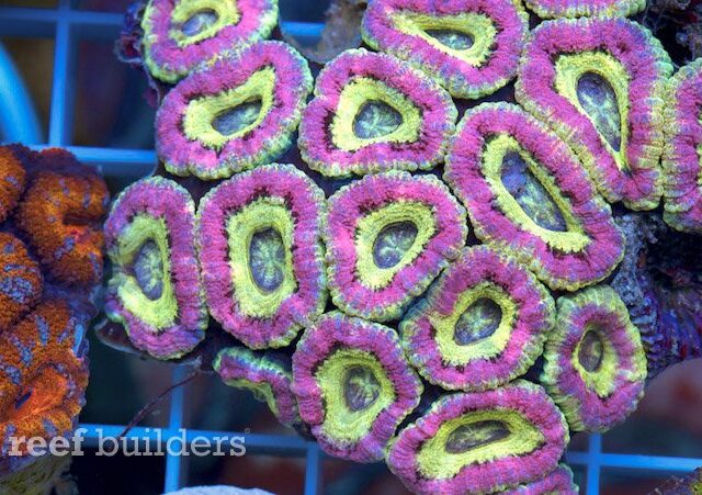 Category: Micromussa | Reef Builders | The Reef and Saltwater Aquarium Blog