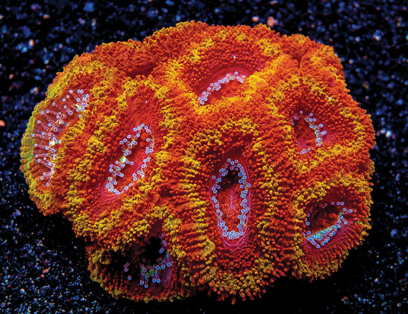 Micromussa lordhowensis - Acan Lords are now ‘Micro Lords’ | Reef ...