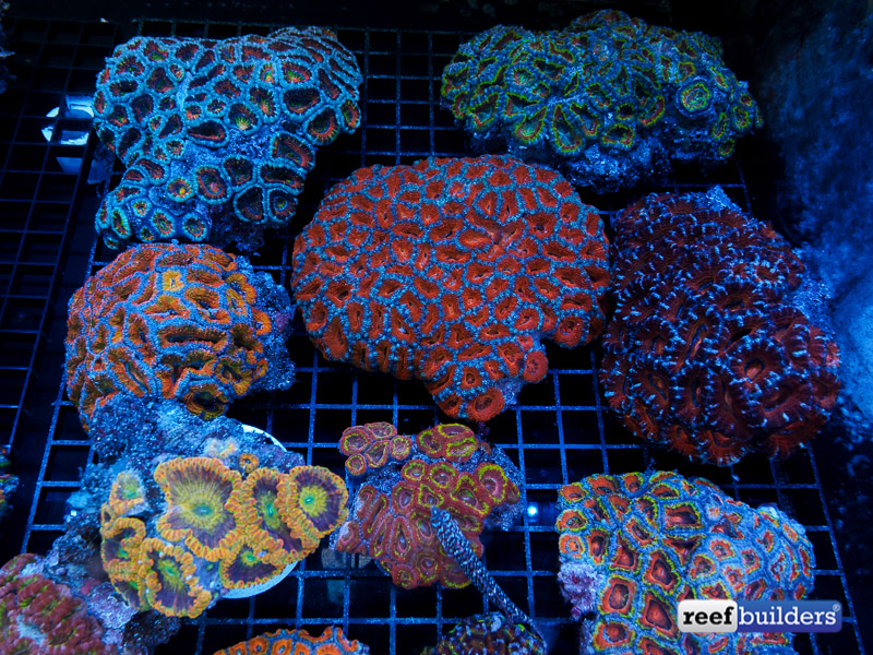 Micromussa lordhowensis - Acan Lords are now ‘Micro Lords’ | Reef ...