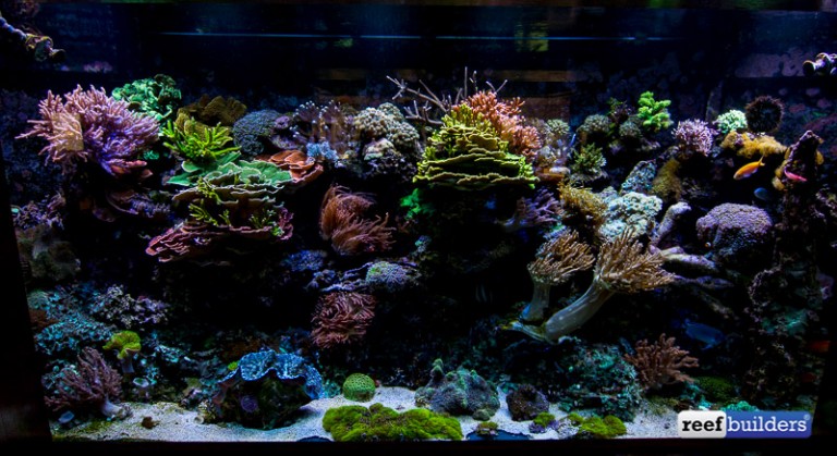 Five Great Large Colorado Reef Tanks We’ve Featured This Year | Reef ...