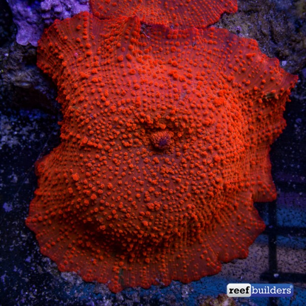Get To Know These 3 Types Of Saltwater Shrooms | Reef Builders | The ...