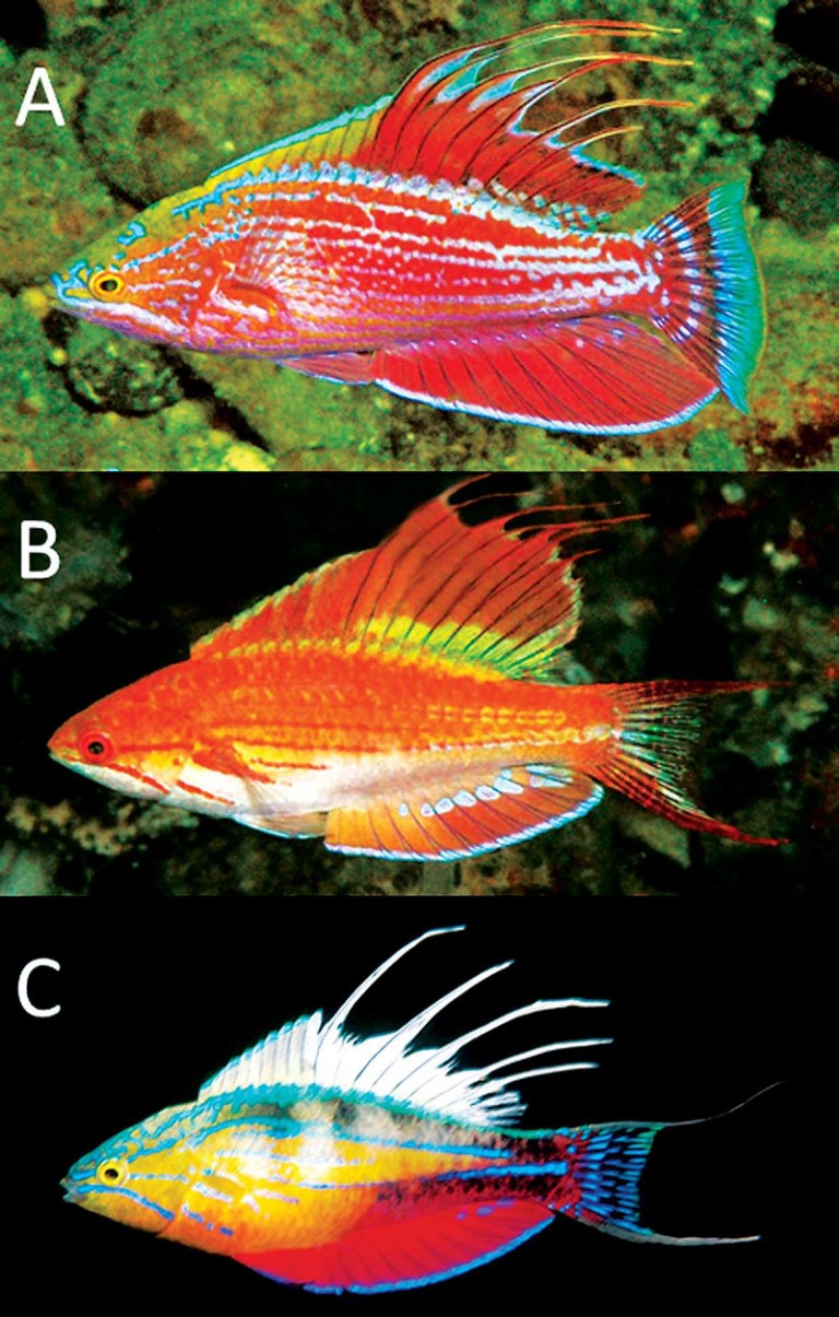 Paracheilinus alfiani, P. paineorum & P. xanthocirritus, three new ...