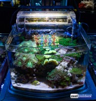 A perfect pico reef tank at Elite Reef | Reef Builders | The Reef and ...
