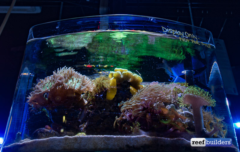 A perfect pico reef tank at Elite Reef | Reef Builders | The Reef and ...