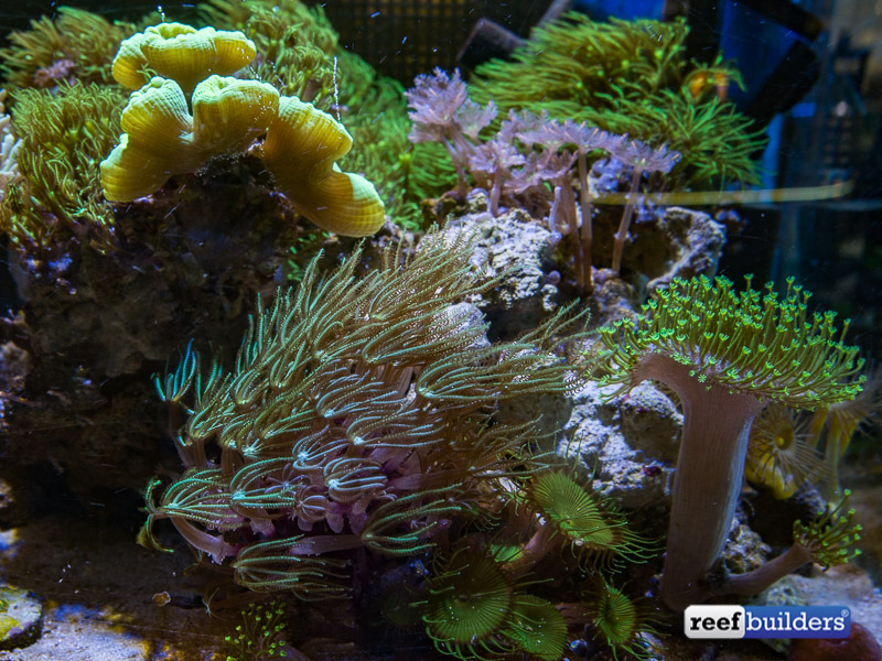 A perfect pico reef tank at Elite Reef | Reef Builders | The Reef and ...