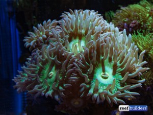 A perfect pico reef tank at Elite Reef | Reef Builders | The Reef and ...