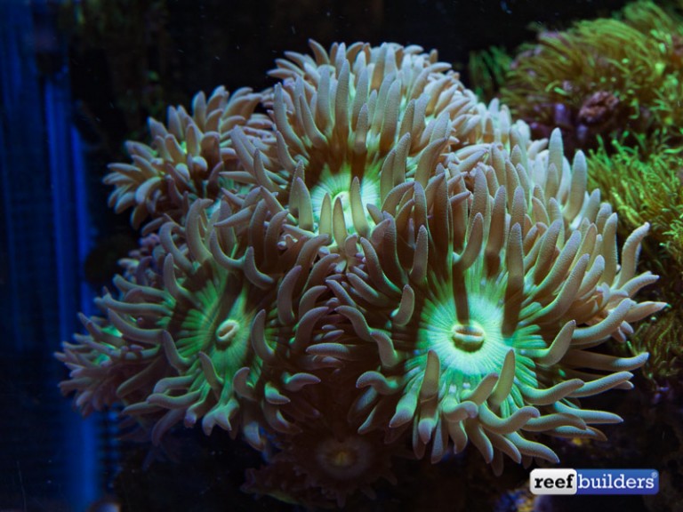 A perfect pico reef tank at Elite Reef | Reef Builders | The Reef and ...
