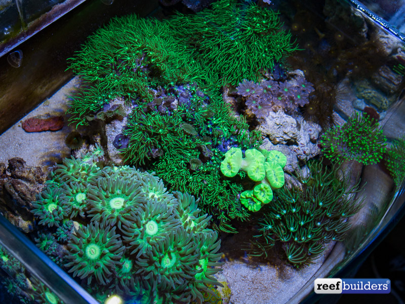 A perfect pico reef tank at Elite Reef | Reef Builders | The Reef and ...