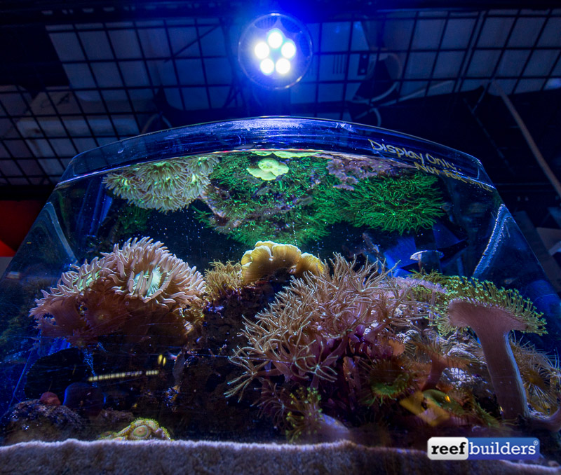 A perfect pico reef tank at Elite Reef | Reef Builders | The Reef and Saltwater Aquarium Blog