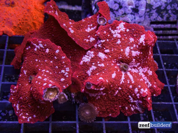 Get To Know These 3 Types Of Saltwater Shrooms | Reef Builders | The ...