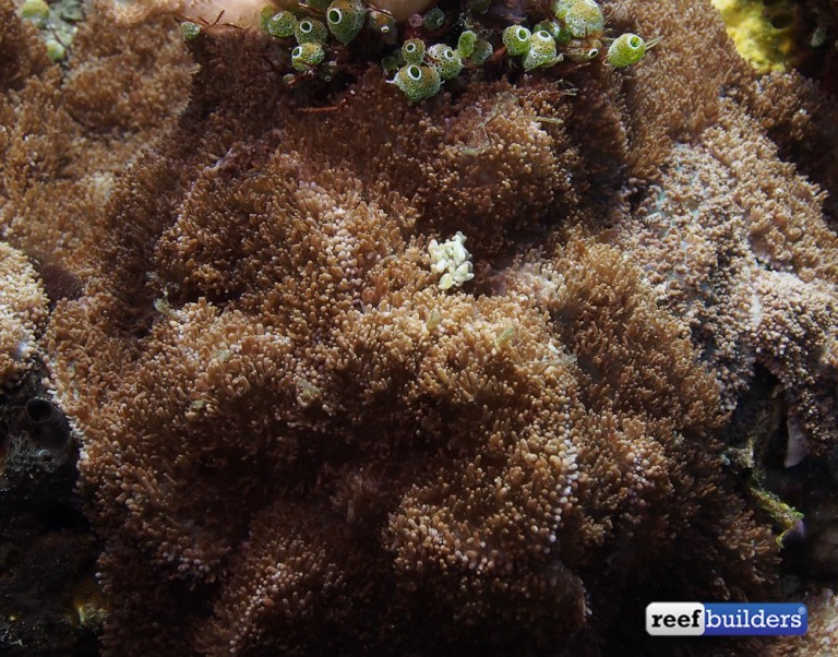 Bounce Shrooms all start out as really nice Rhodactis | Reef Builders ...