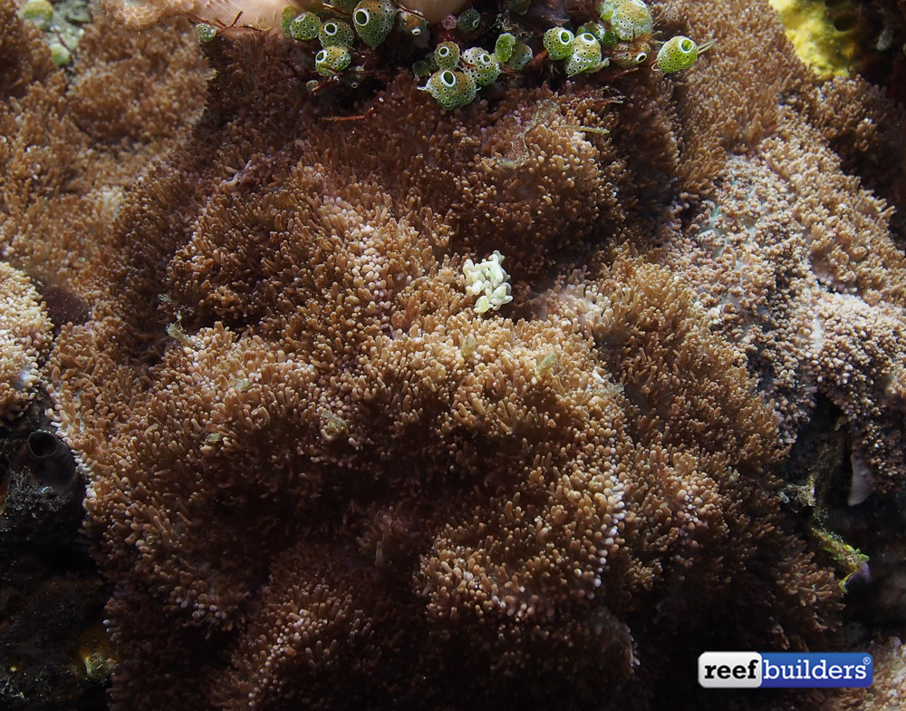 Bounce Shrooms all start out as really nice Rhodactis | Reef Builders ...