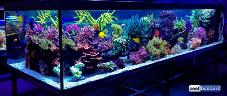 The supernatural reef tank of Seabox Aquarium | Reef Builders | The ...