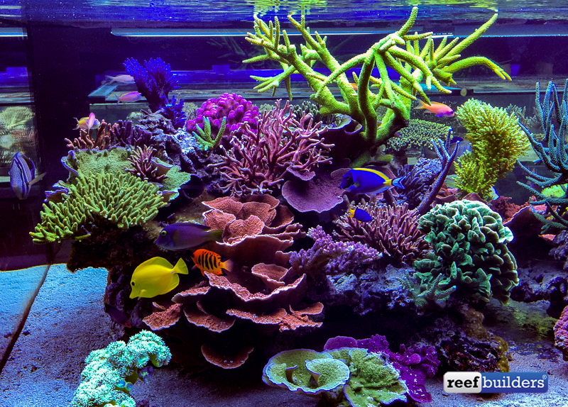 The supernatural reef tank of Seabox Aquarium | Reef Builders | The ...