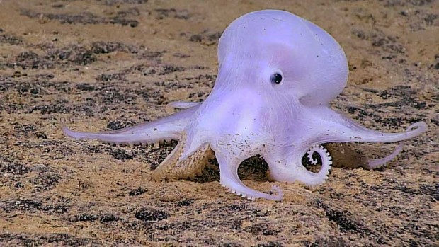 Casper the friendly cephalopod? | Reef Builders | The Reef and ...