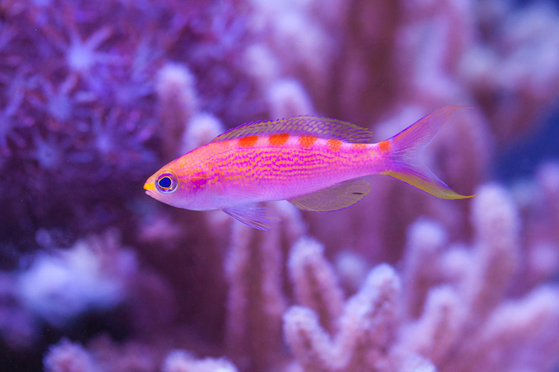 Acclimating Anthias to aquarium life | Reef Builders | The Reef and ...