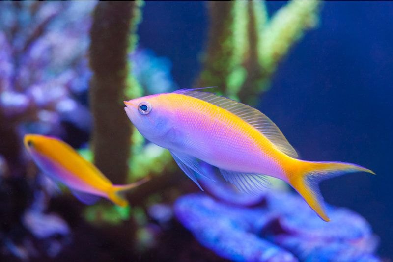 Acclimating Anthias to aquarium life | Reef Builders | The Reef and ...