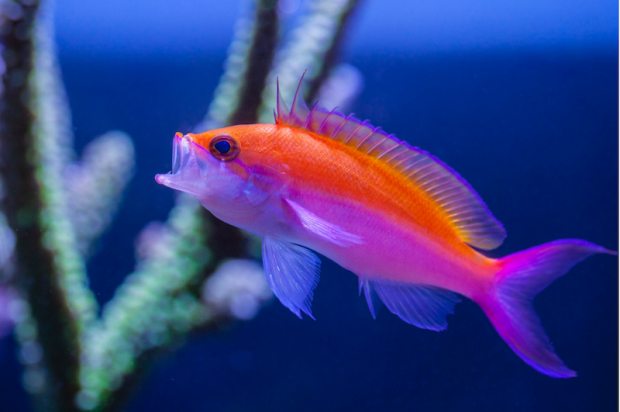 Acclimating Anthias to aquarium life | Reef Builders | The Reef and ...