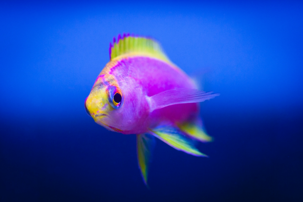 Acclimating Anthias to aquarium life | Reef Builders | The Reef and ...