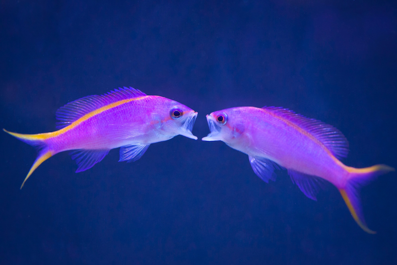 Acclimating Anthias to aquarium life | Reef Builders | The Reef and ...