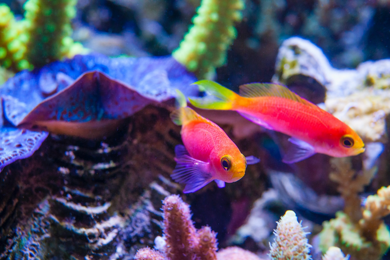 Acclimating Anthias to aquarium life | Reef Builders | The Reef and ...