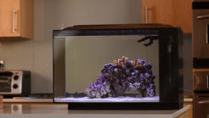 Biota Aquariums want to turn novice aquarists into long-term hobbyists ...