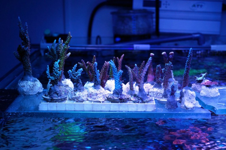 How To Glue Corals in Your Reef Tank [Video] | Reef Builders | The Reef ...