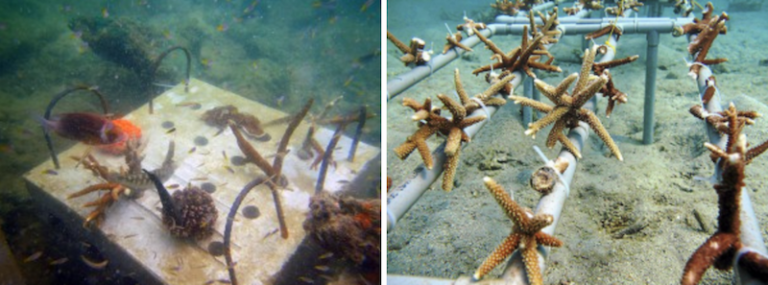 Saving corals reefs around Pangkor Island, Malaysia | Reef Builders ...