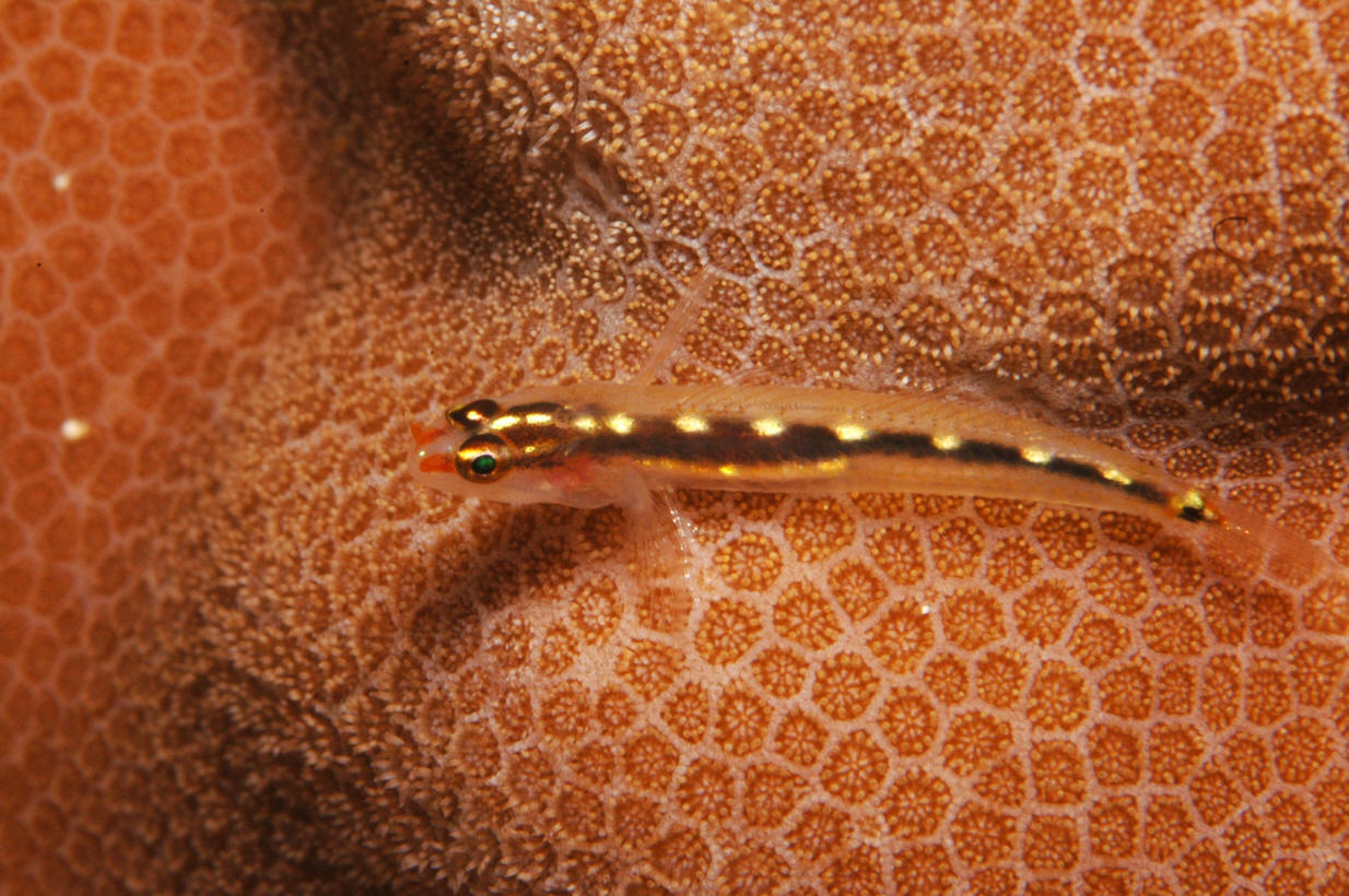 Eviota punyit, a new cryptic goby species revealed by DNA | Reef ...