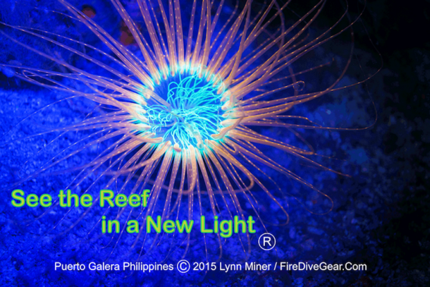 Fire dive gear is this weeks Fluorescent Friday | Reef Builders | The ...