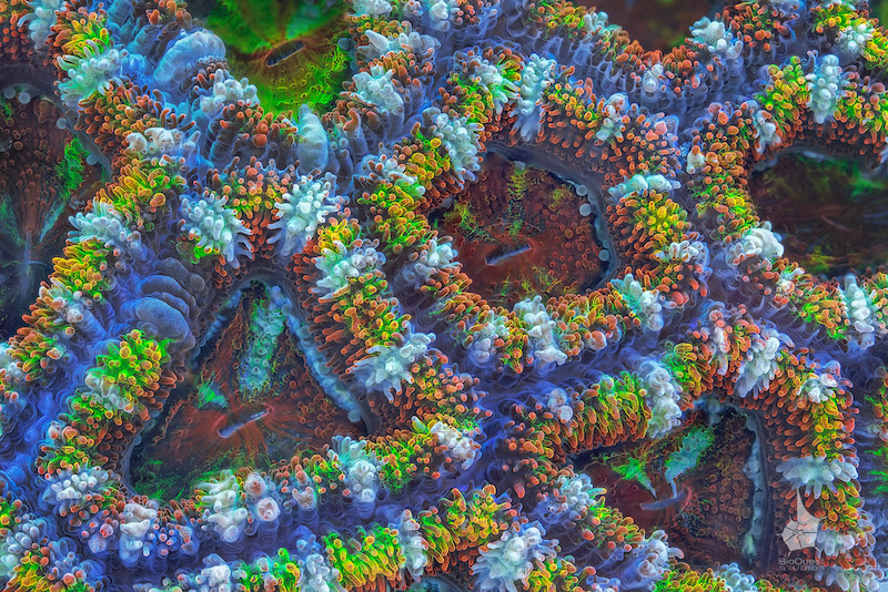 Corals as you’ve never seen them before on Microworlds Photography ...