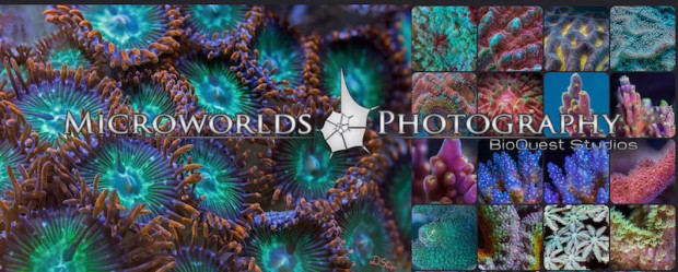 Corals as you’ve never seen them before on Microworlds Photography ...