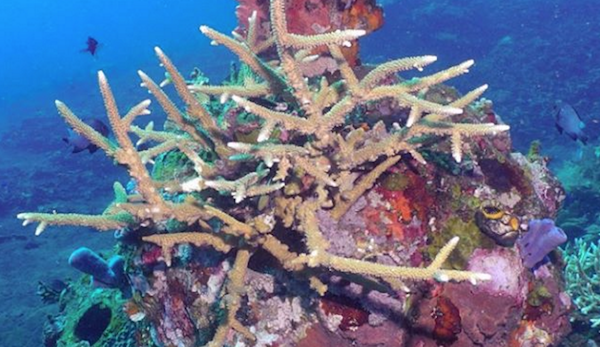 Why Reef Building corals are being hit the hardest by coral bleaching ...