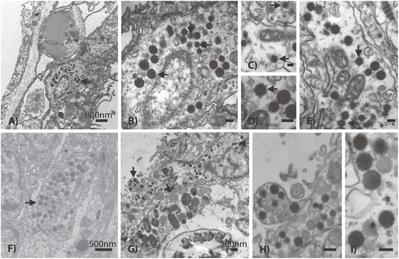 Virus outbreaks may be linked to coral bleaching event | Reef Builders ...