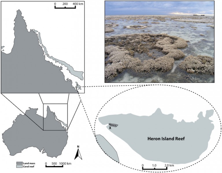 Virus outbreaks may be linked to coral bleaching event | Reef Builders ...