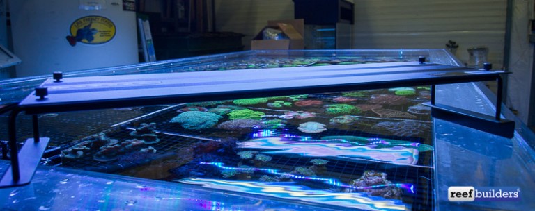 AquaMaxx NemoLight LED review Pt 1, unboxing this affordable aquarium light | Reef Builders ...