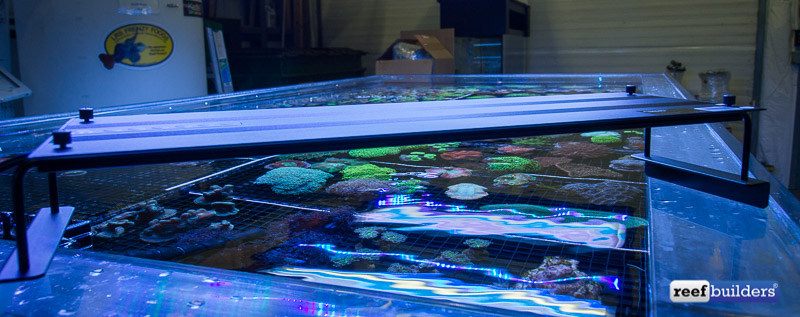 AquaMaxx NemoLight LED review Pt 1, unboxing this affordable aquarium light | Reef Builders ...
