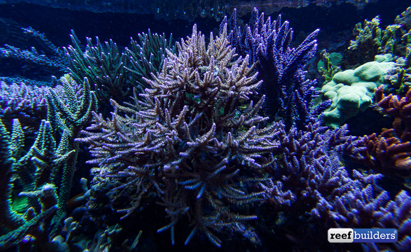 The coral-packed reef tank of Aquatic Art Inc. | Reef Builders | The ...