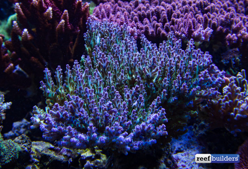 The coral-packed reef tank of Aquatic Art Inc. | Reef Builders | The ...