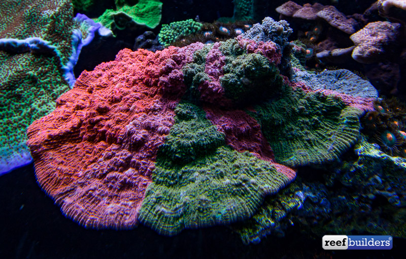 The coral-packed reef tank of Aquatic Art Inc. | Reef Builders | The ...