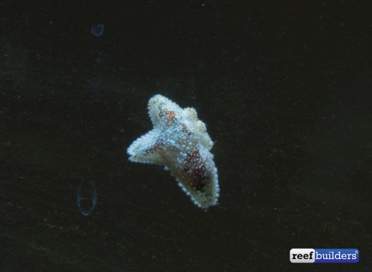Asterina starfish, an introduction to this common reef aquarium critter ...
