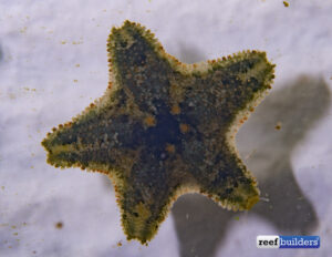 Asterina starfish, an introduction to this common reef aquarium critter ...