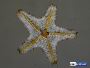 Asterina starfish, an introduction to this common reef aquarium critter ...