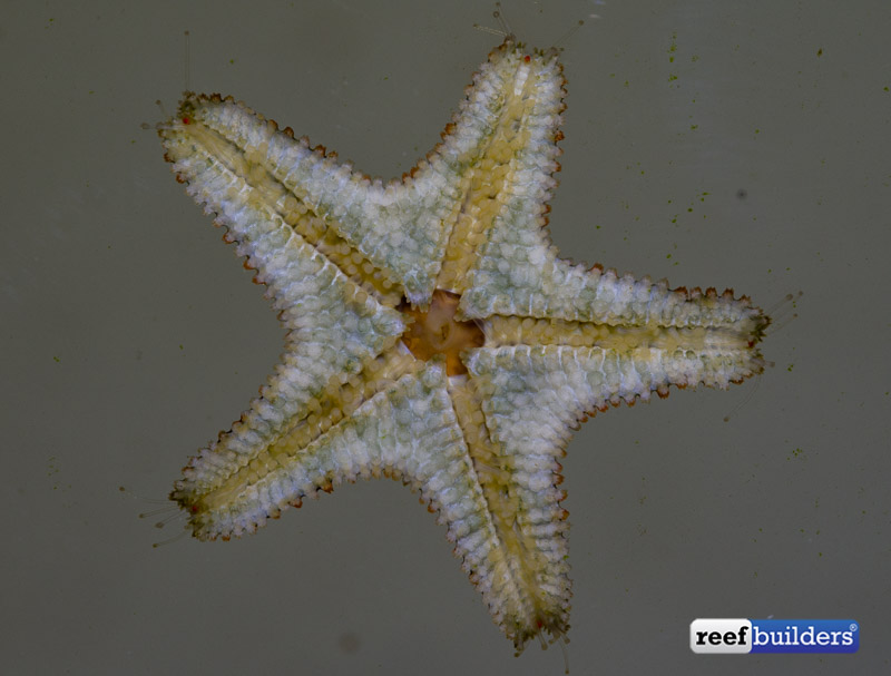 Asterina starfish, an introduction to this common reef aquarium critter ...