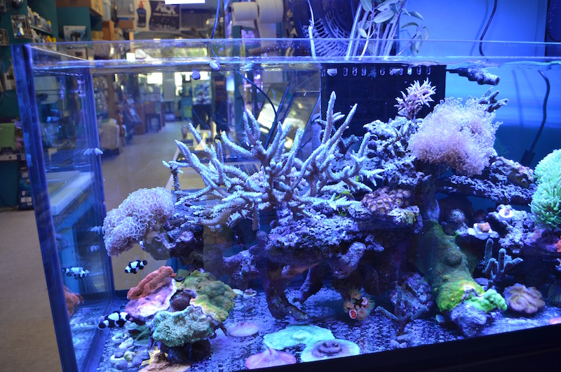 Bending the rules of reefkeeping | Reef Builders | The Reef and ...
