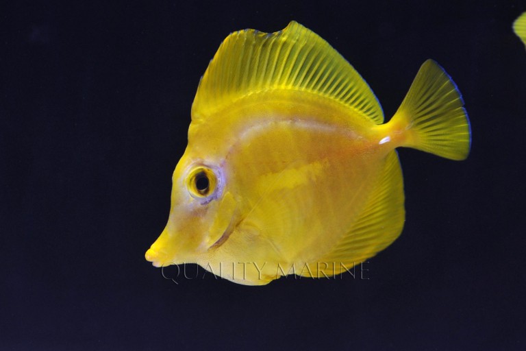 Would you pay a hundred dollars for a scarred yellow tang? | Reef ...